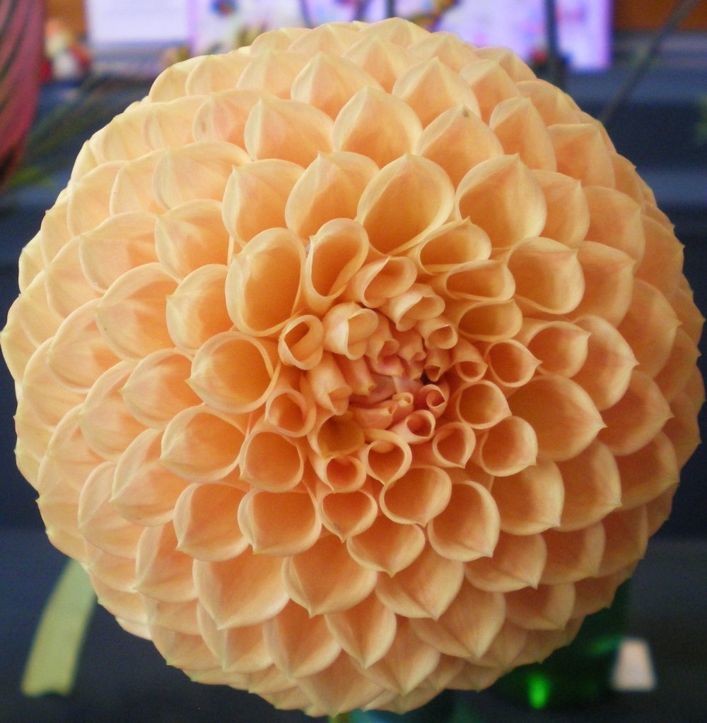 Contact – Dahlia Society of Australia