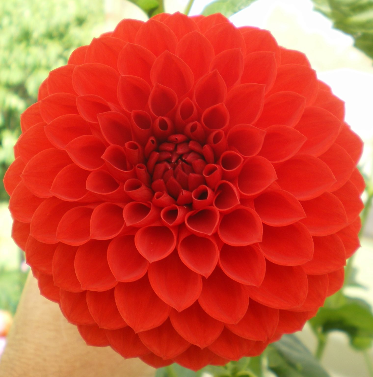 Contact – Dahlia Society of Australia