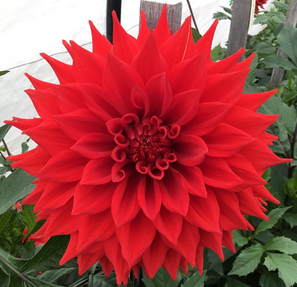 Contact – Dahlia Society of Australia