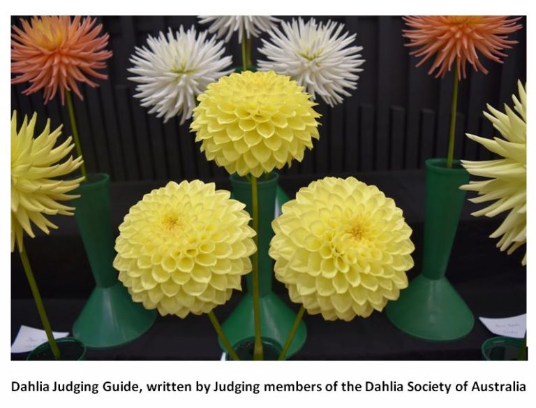 Dahlia Judges – Dahlia Society of Australia